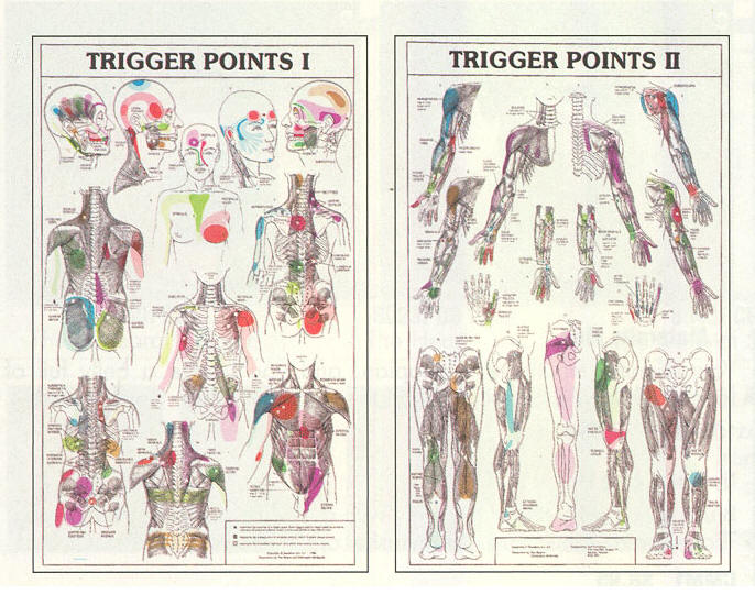 For chiropractors, massage therapists, osteopaths, dentists, sports ...